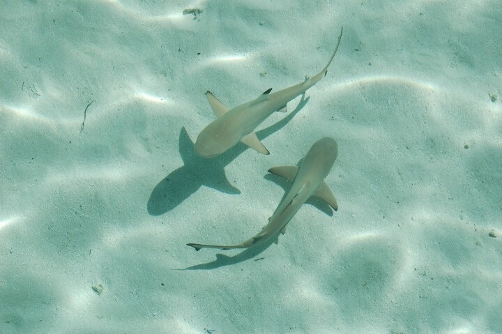 Black-tip reef sharks | Tetiaroa Society